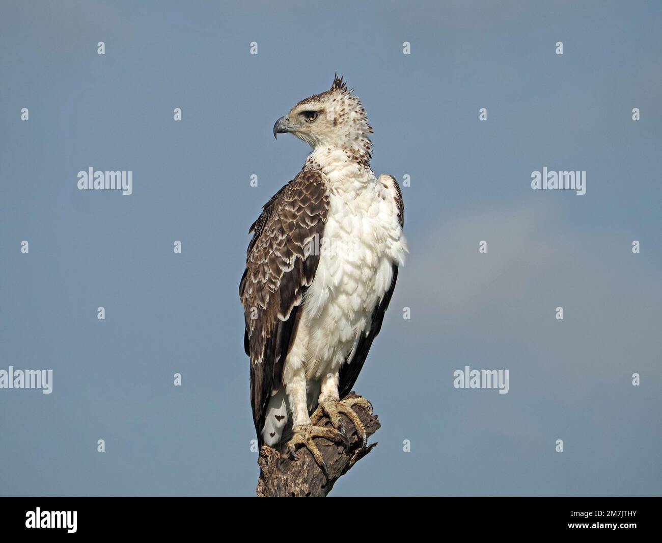 eagle-eyed sub-adult Martial Eagle (Polemaetus bellicosus) with massive talons on lookout on ...