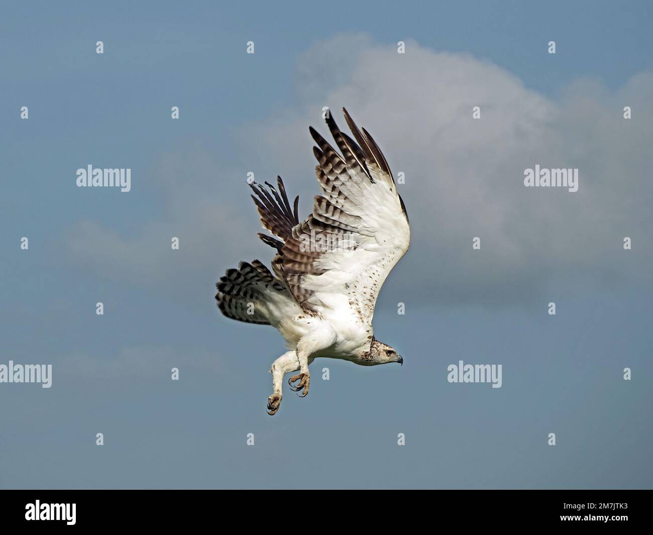 sub-adult Martial Eagle (Polemaetus bellicosus) flying with powerful ...