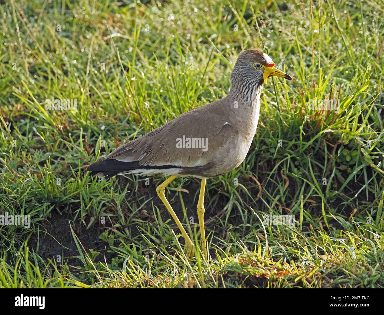 African wattled lapwing (Vanellus senegallus) wattled plover or simply ...