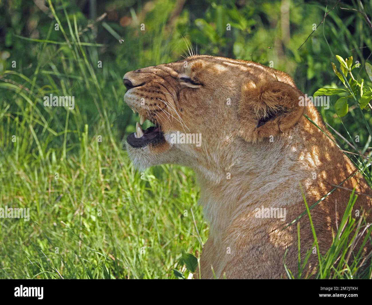 portrait of powerful Lioness (Panthera Leo) in profile baring teeth as ...