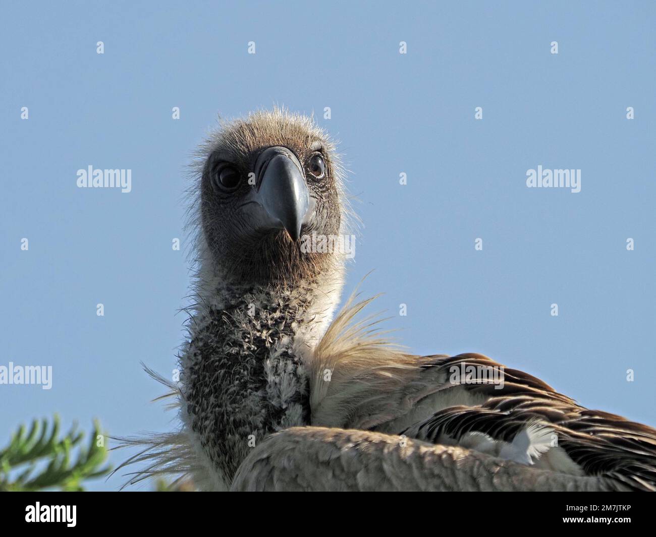 quizzical portrait of African White-backed Vulture (Gyps africanus ...