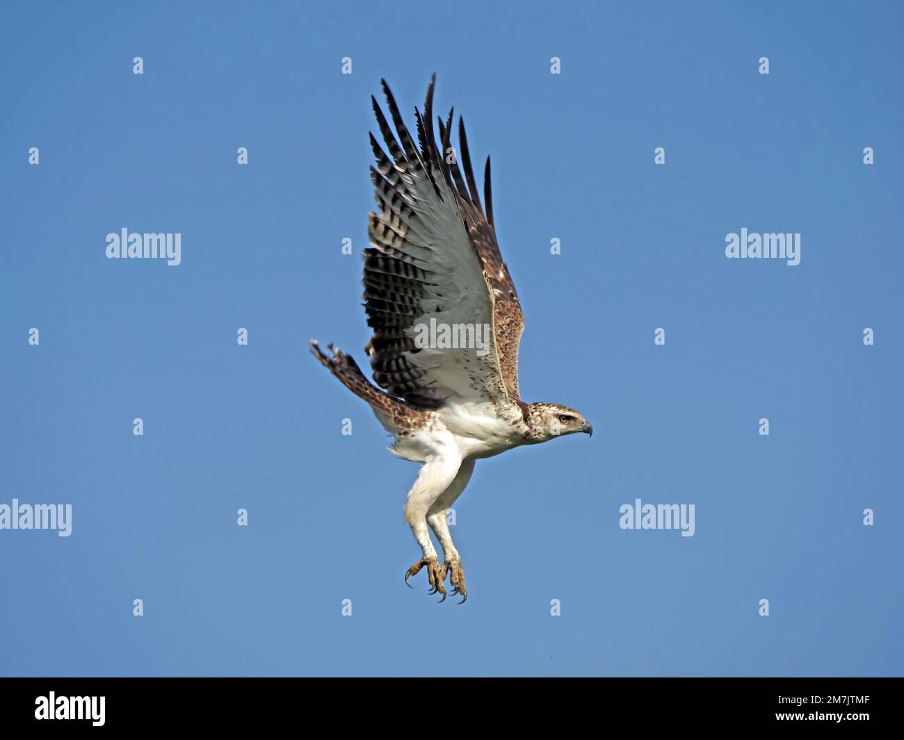 sub-adult Martial Eagle (Polemaetus bellicosus) flying with powerful ...