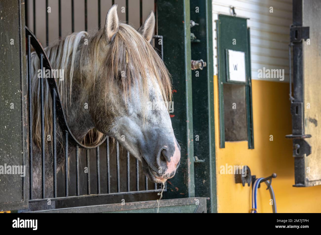 Andalusian horse standing in its stall at Horse stud farm, Jerez de la ...