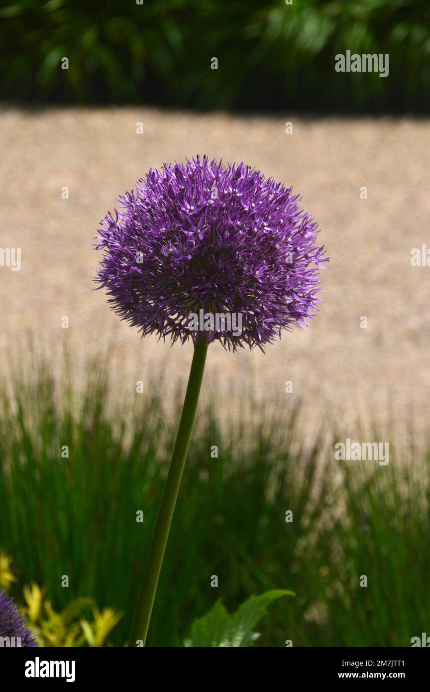 Single Tall Purple Globe Allium Flower on Display at RHS Garden ...