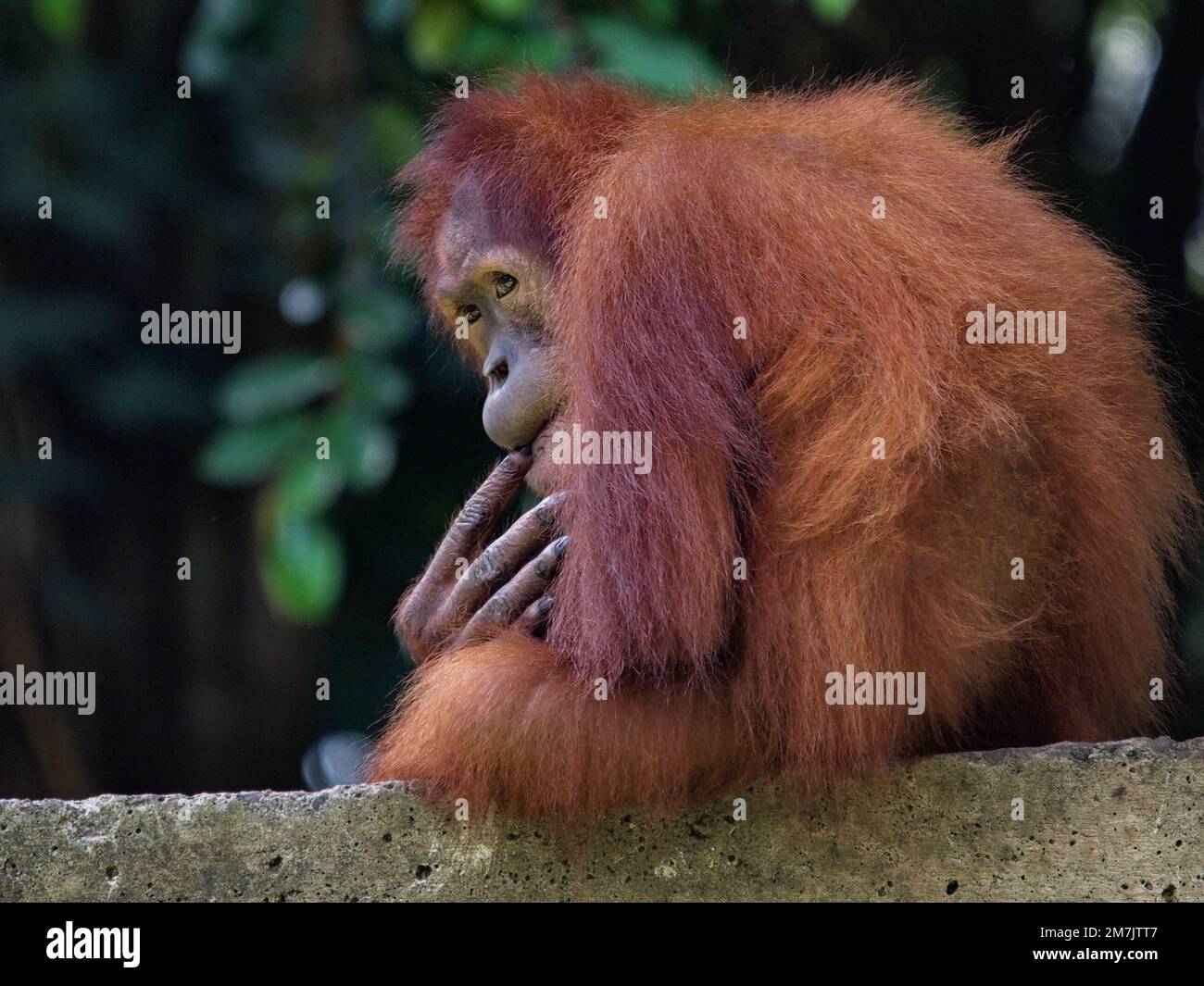 THIS ORANGUTAN was captured showing off his graceful dance moves at the ...