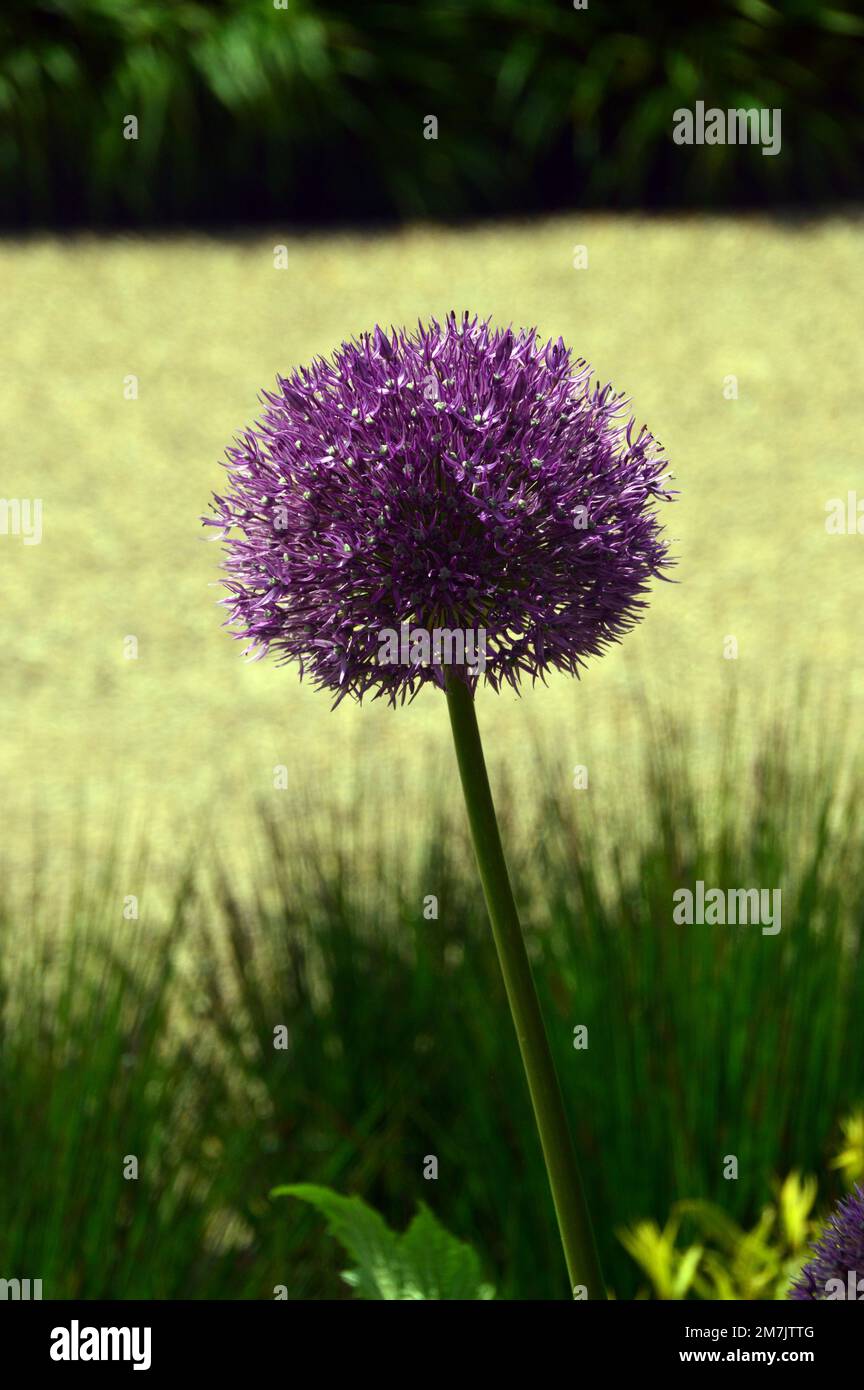Single Tall Purple Globe Allium Flower on Display at RHS Garden ...