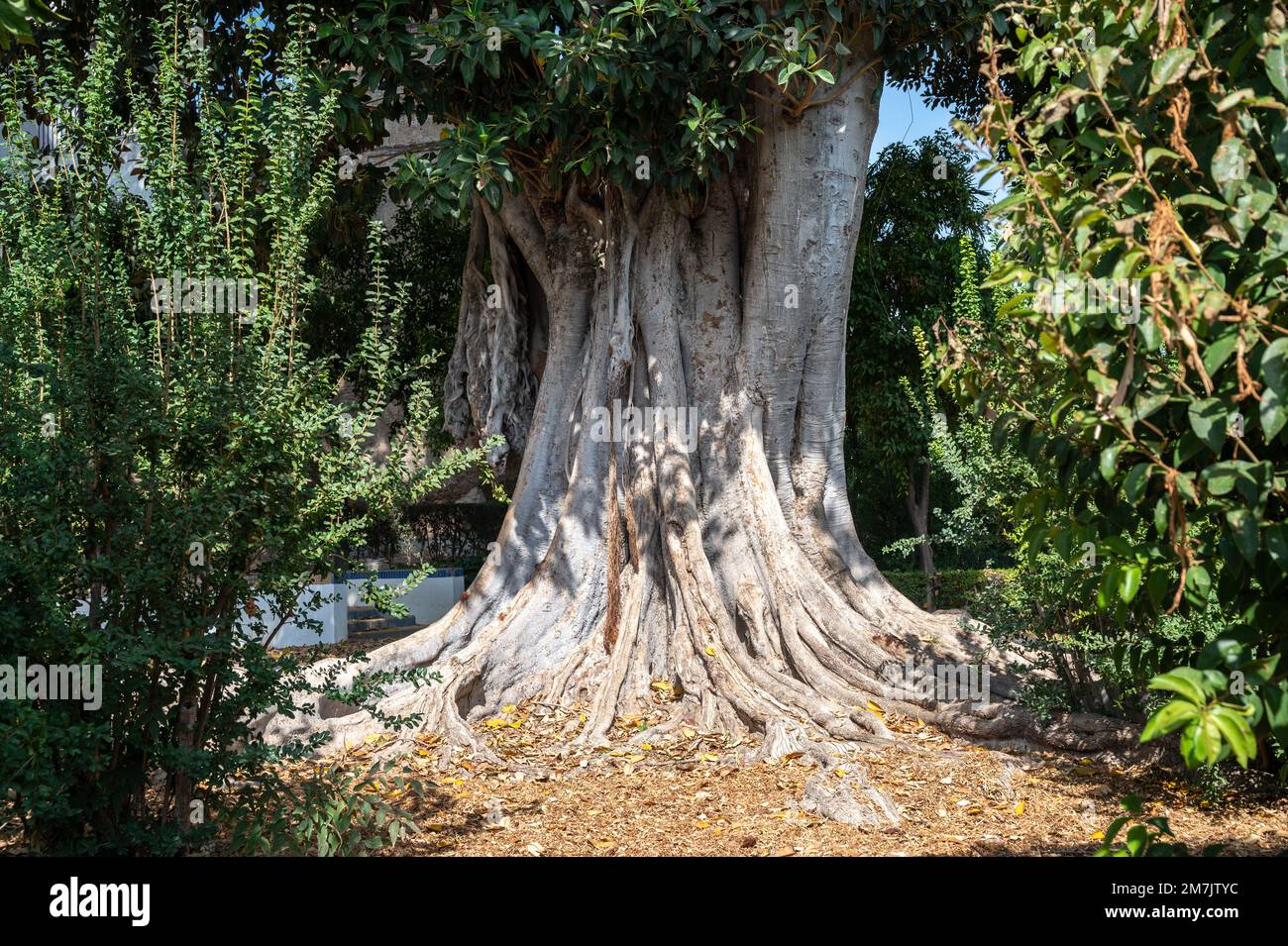 Banyan tree Seville, Spain Stock Photo - Alamy