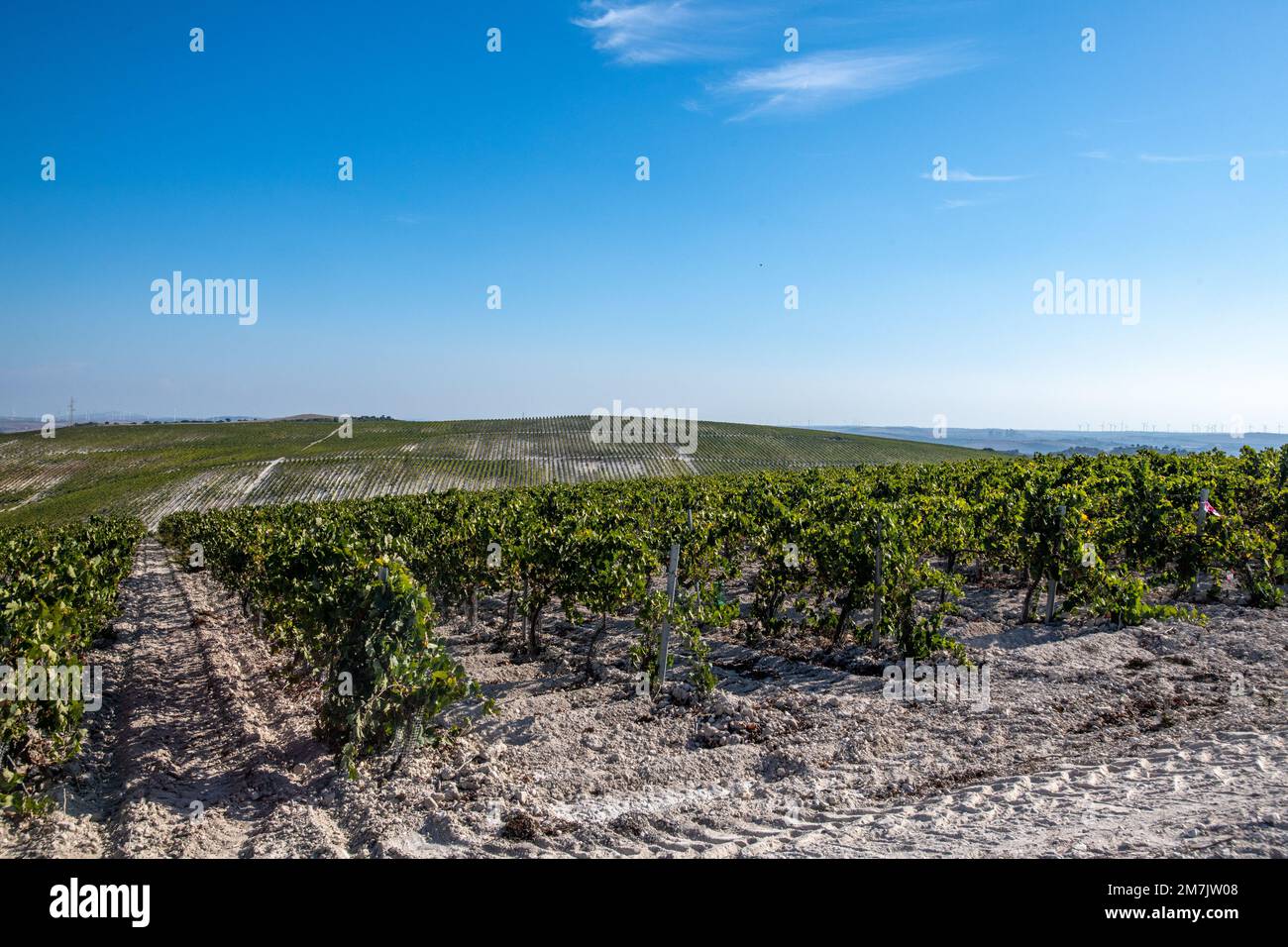 Rolling fields of vineyard growing grapes for sherry, Jerez de la ...