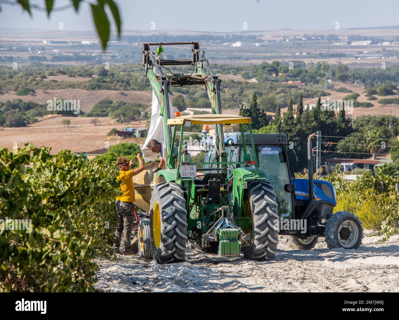 Tractors going between rows of grape vines to spread fertilizer, Jerez ...
