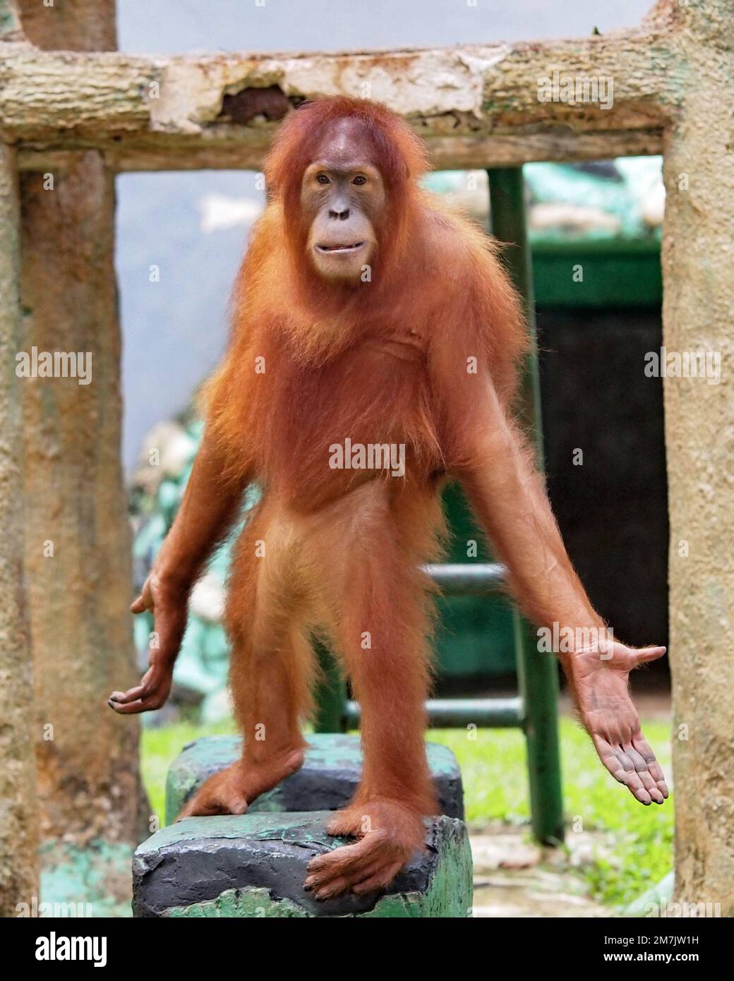 THIS ORANGUTAN was captured showing off his graceful dance moves at the ...