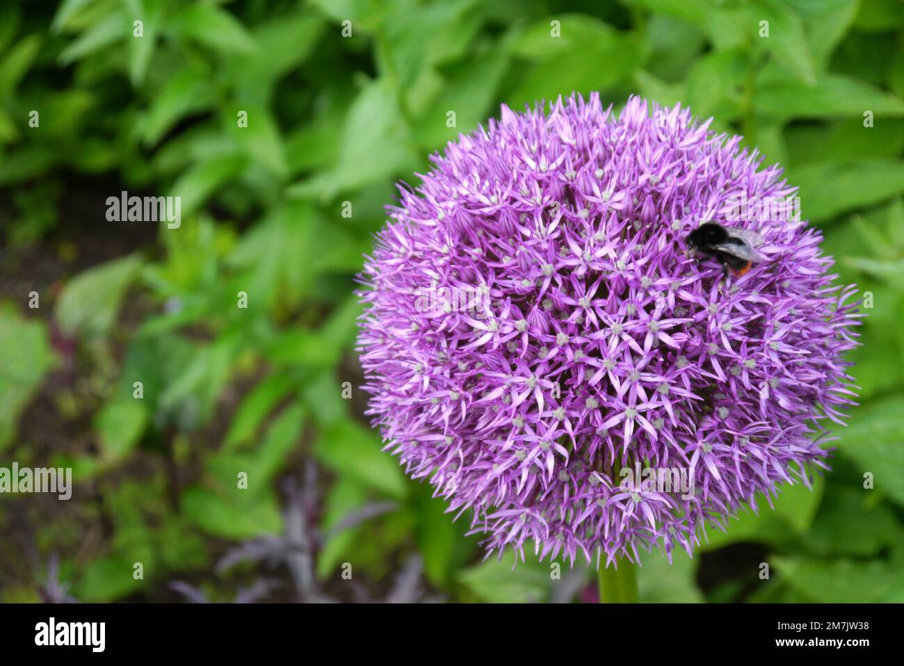 Bee on Single Tall Purple Globe Allium Flower on Display at RHS Garden ...