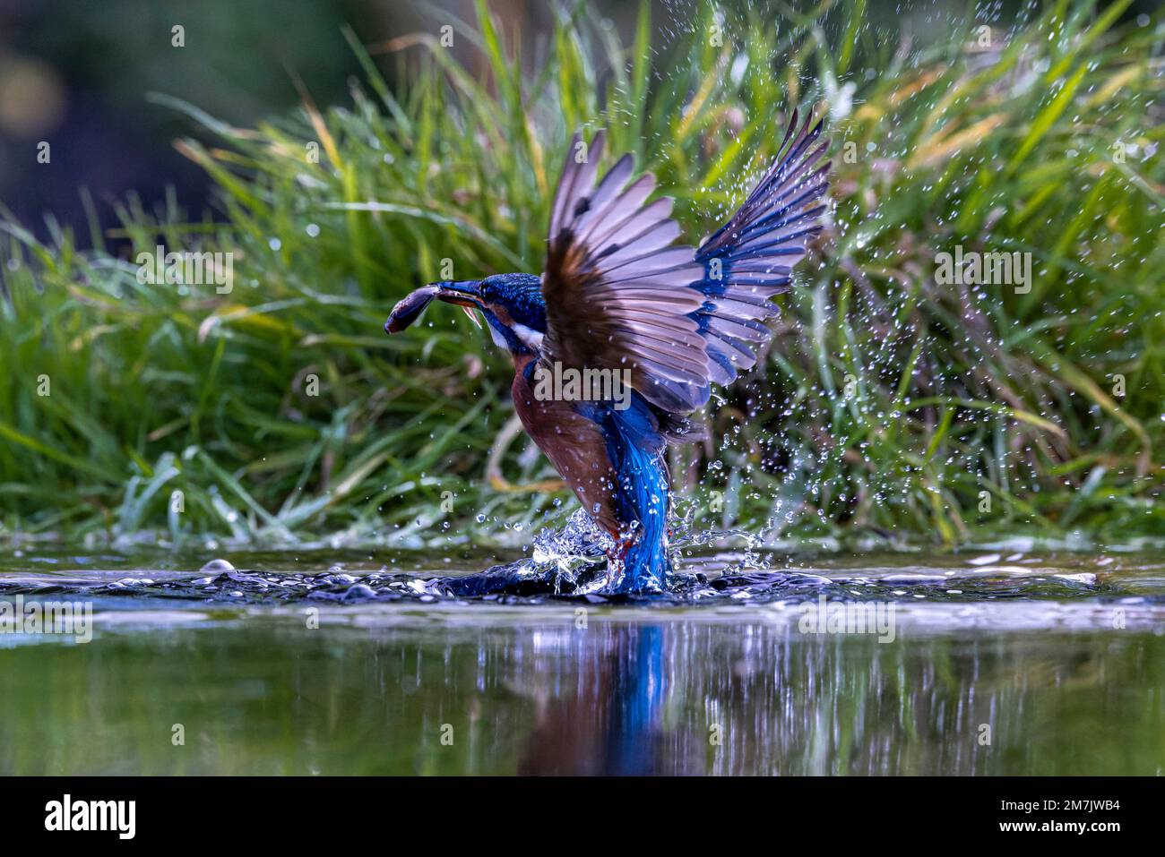 AN EXCITED KINGFISHER was captured taking swish and rapid dives in and ...