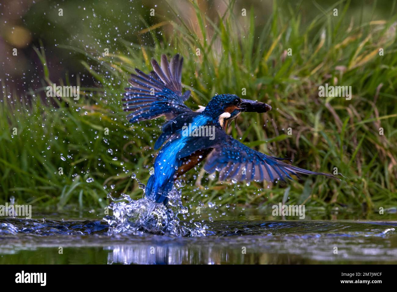 AN EXCITED KINGFISHER was captured taking swish and rapid dives in and ...