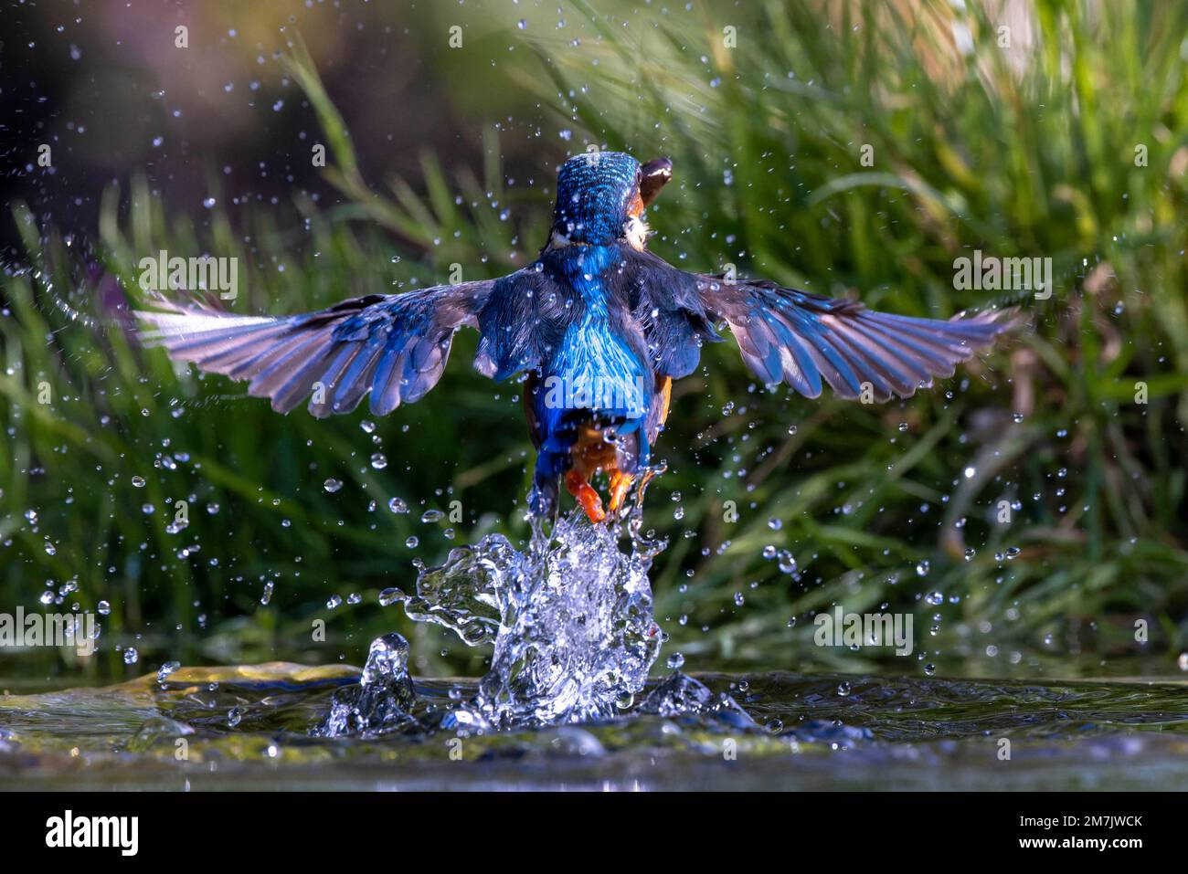 Dives to catch fish hi-res stock photography and images - Alamy
