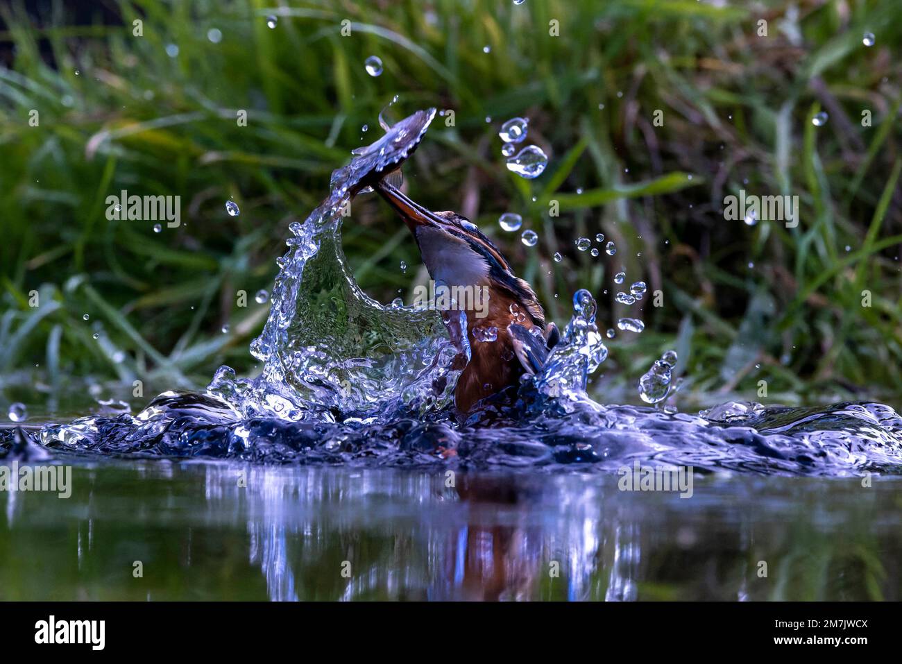 AN EXCITED KINGFISHER was captured taking swish and rapid dives in and ...