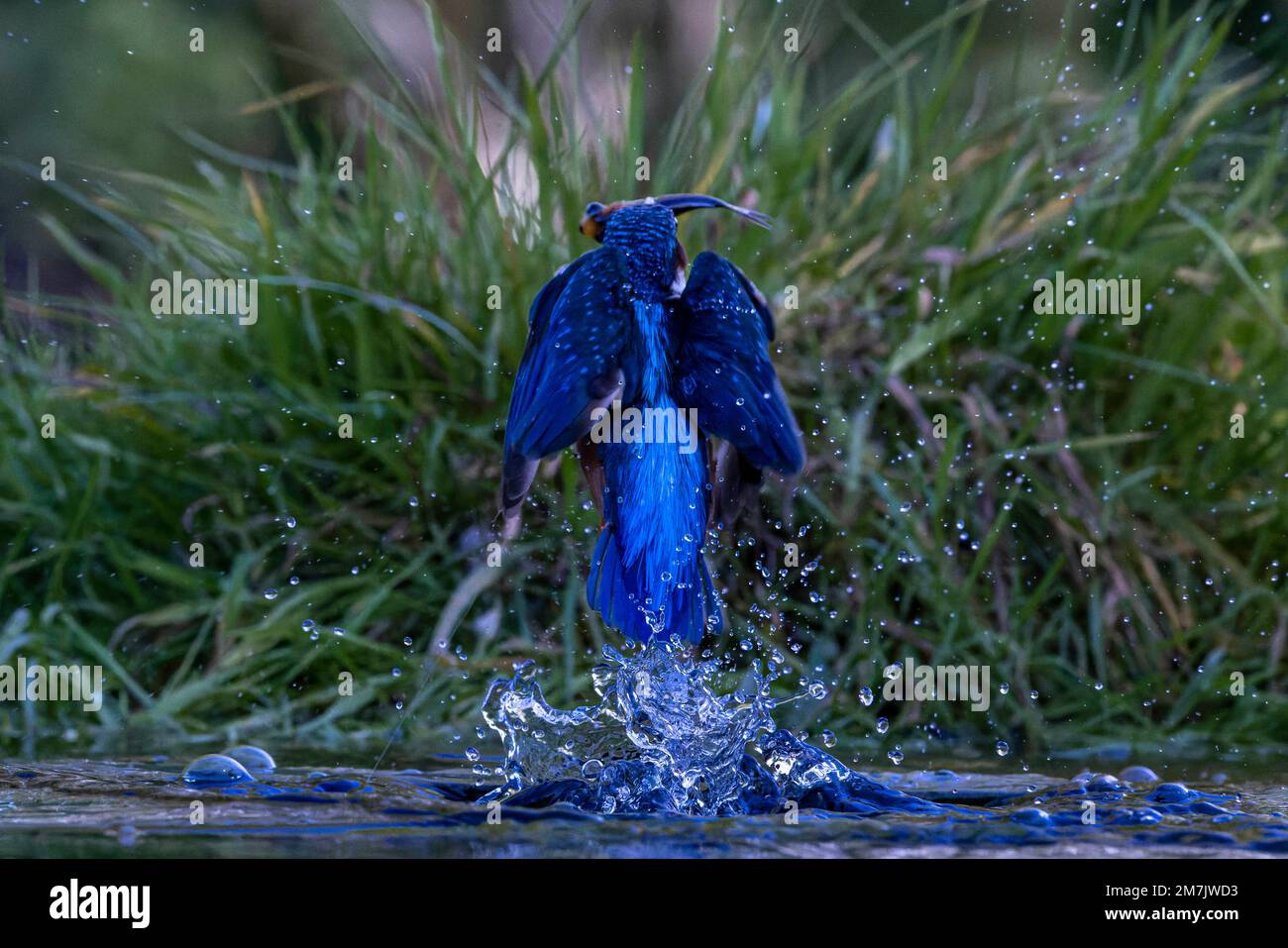 AN EXCITED KINGFISHER was captured taking swish and rapid dives in and ...