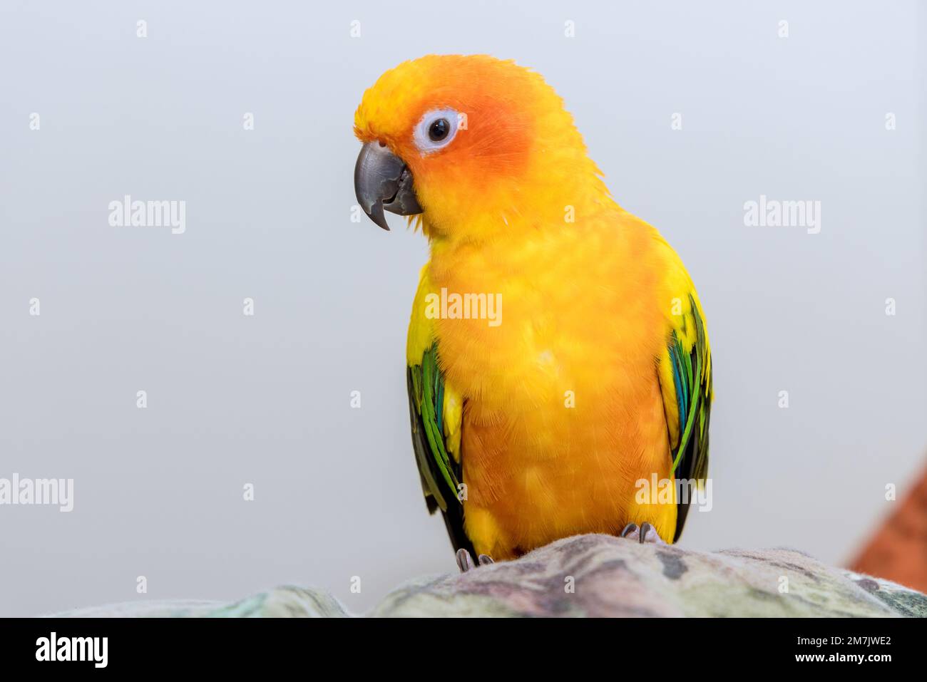 Sun Conure parrots aratinga solstitialis are beautiful colorful birds ...