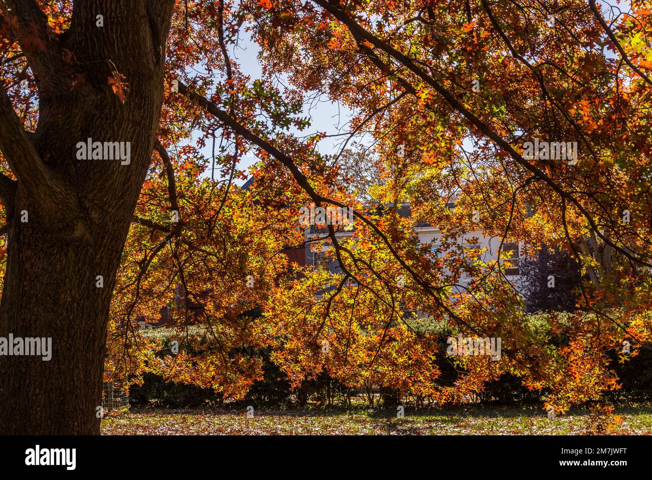 American october georgetown hi-res stock photography and images - Alamy