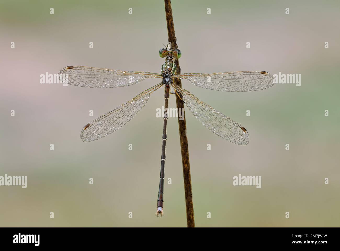 Wet southern emerald damselfly sitting with spread wings on a dry stem ...