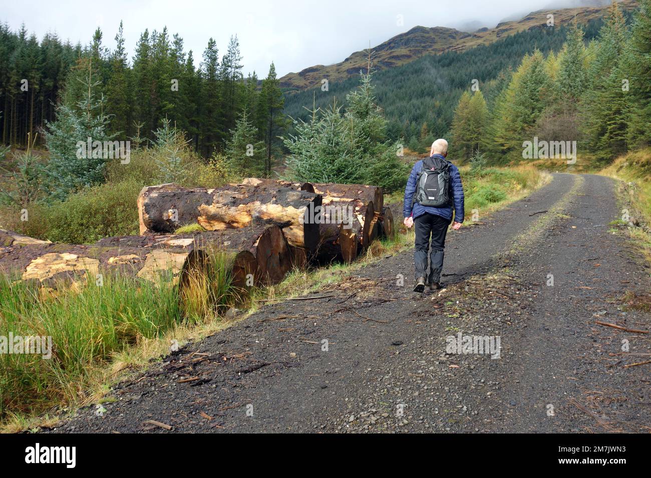Man Walking by some Thick Timber Logs on the Loch Lomond & Cowel Way ...
