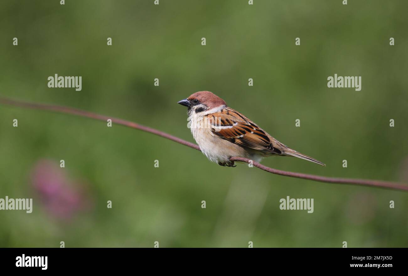 Tree Sparrow perched on wire, England Stock Photo - Alamy