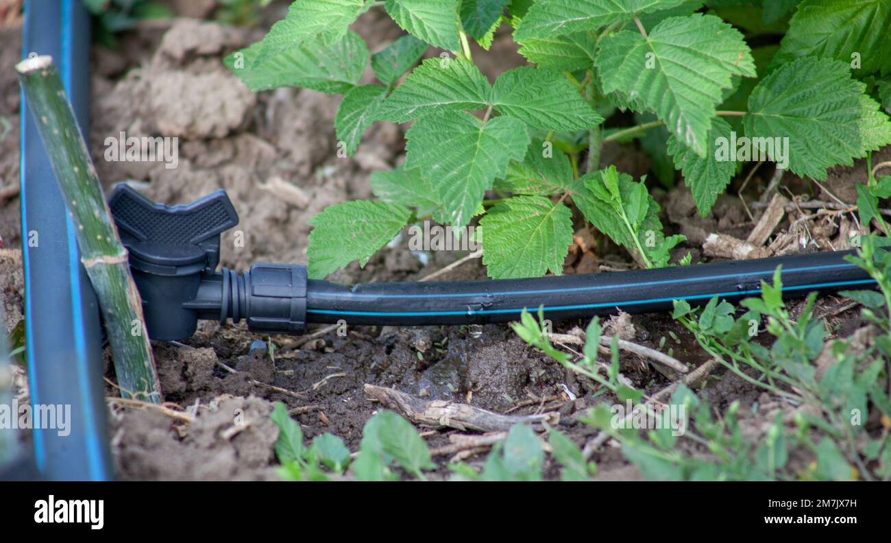 Faucet for watering drip tape. Drip irrigation of raspberries on the ...