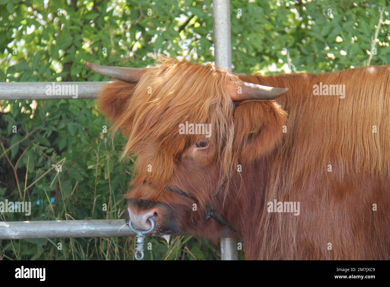 A Pedigree Highland Cattle Tethered to a Metal Fence Stock Photo - Alamy