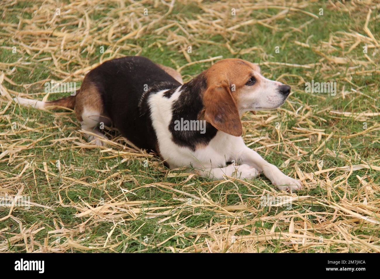 A Beagle Hunting Dog Laying on the Grass Stock Photo - Alamy
