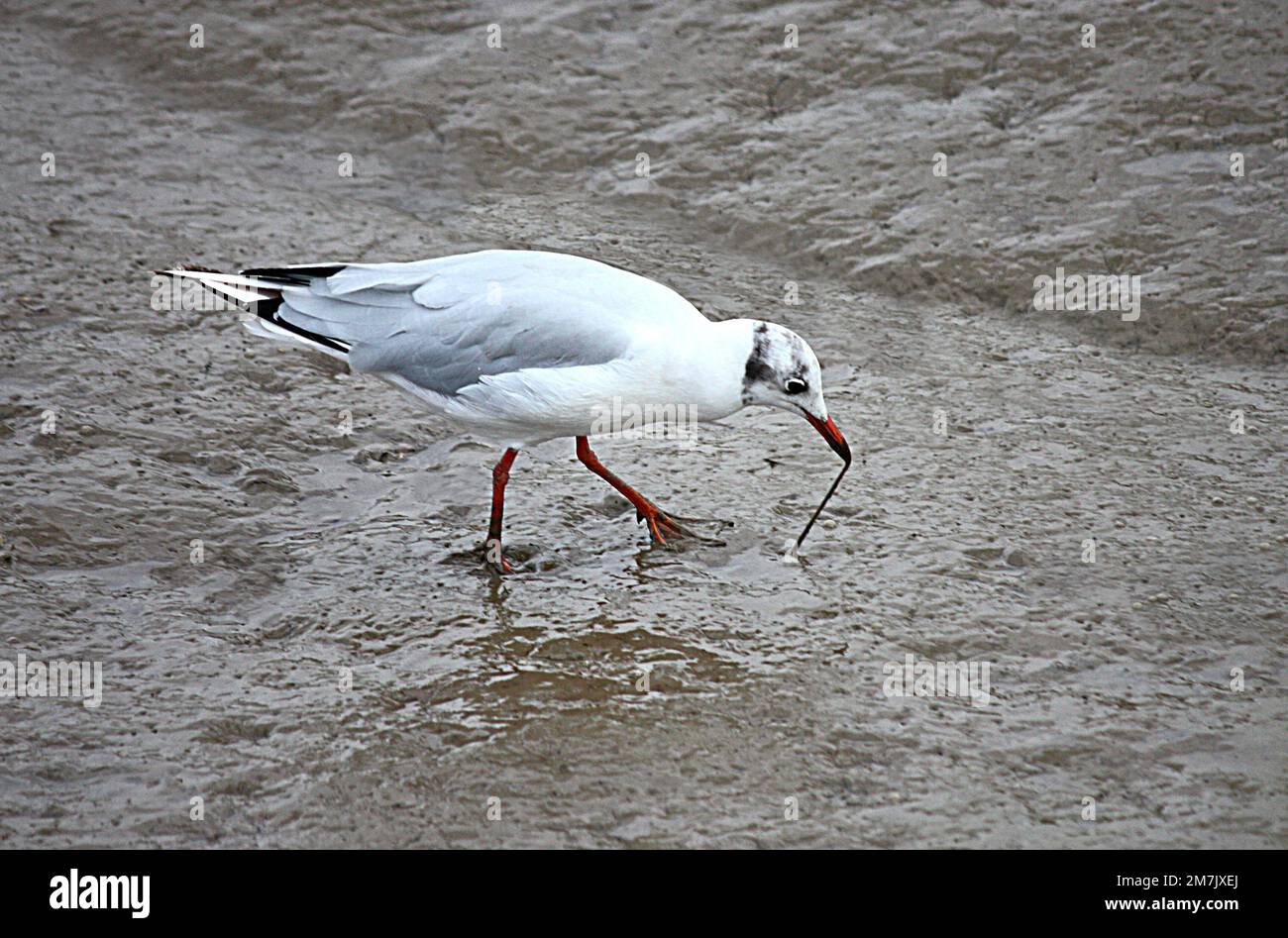 Bird pulling worm hi-res stock photography and images - Alamy