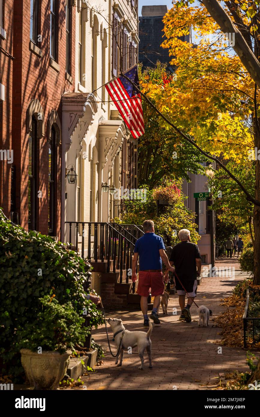 People walking dogs in Residential street with American flags in ...