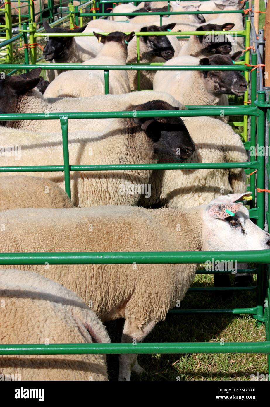 A Collection of Sheep in Metal Framed Pens Stock Photo - Alamy