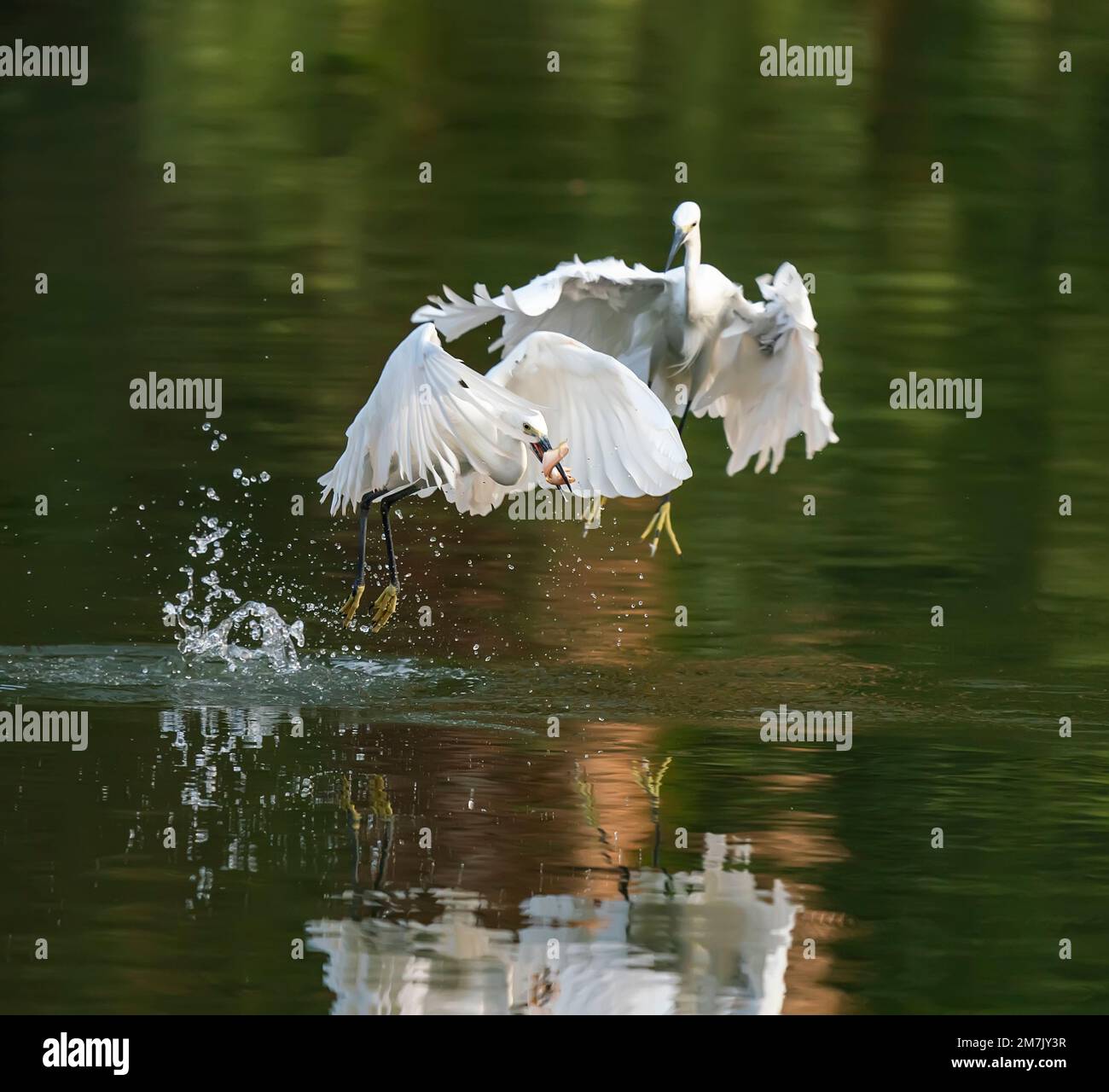 Snowy Egret Wading in shallow edge of lake looking for fish Stock Photo ...