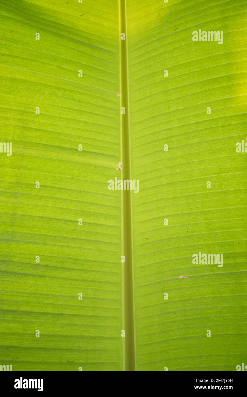 Natural green banana leaves pattern abstract Texture background ...