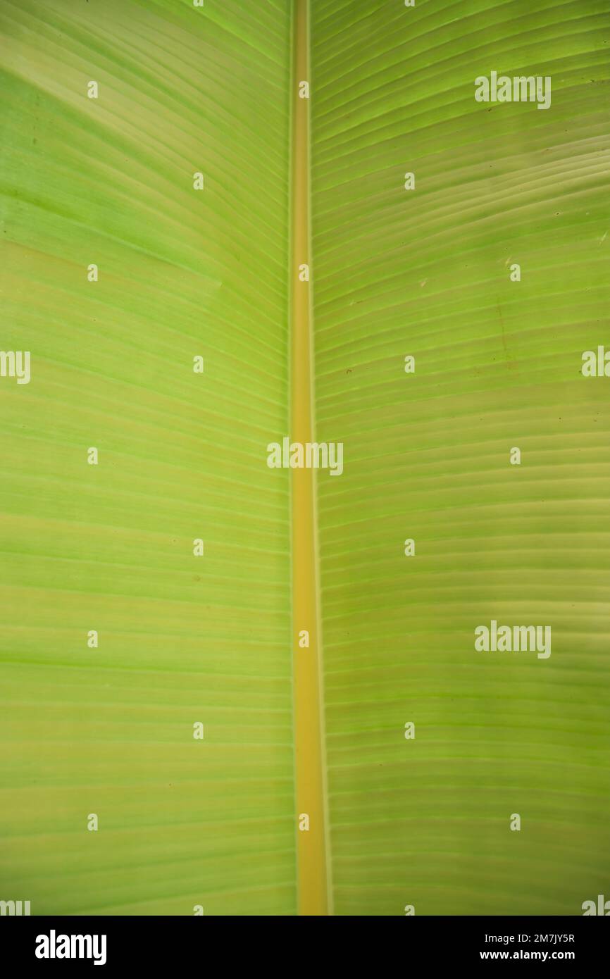 Natural green banana leaves pattern abstract Texture background ...