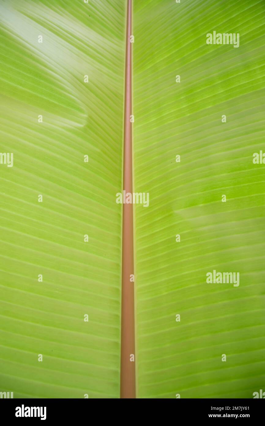 Natural green banana leaves pattern abstract Texture background ...