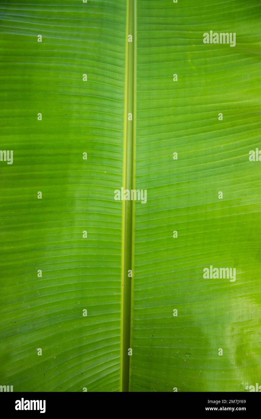 Natural green banana leaves pattern abstract Texture background ...