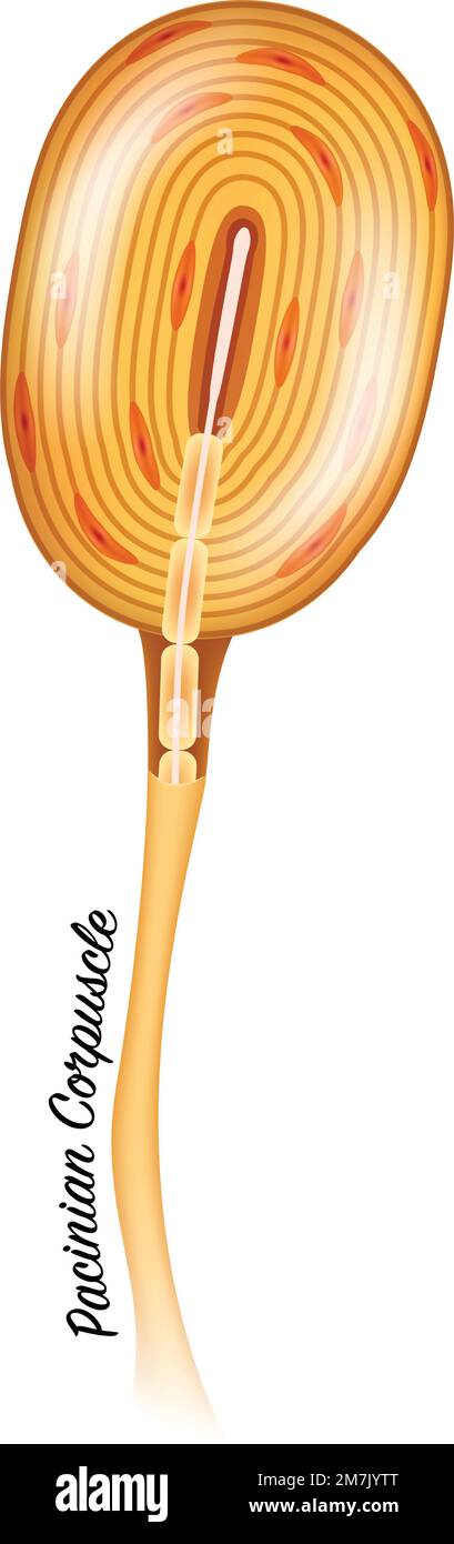 Pacinian corpuscle skin receptor colorful illustration on a white ...