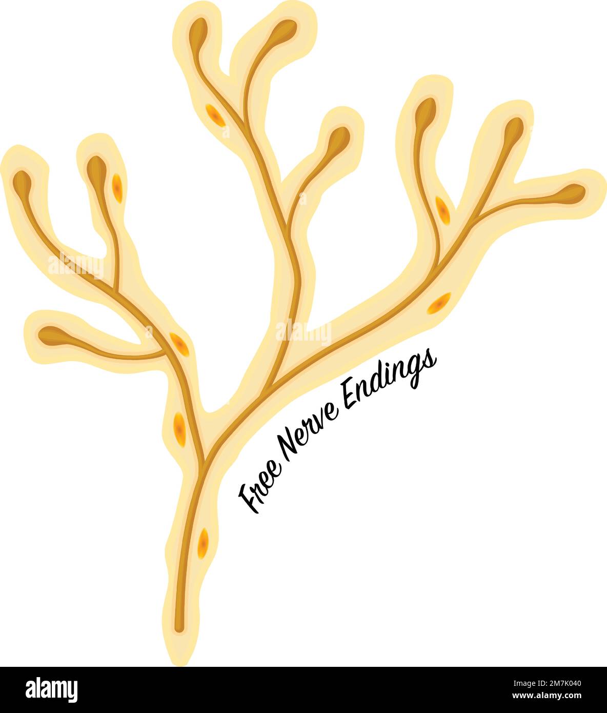Free Nerve Endings skin receptor colorful illustration on a white ...