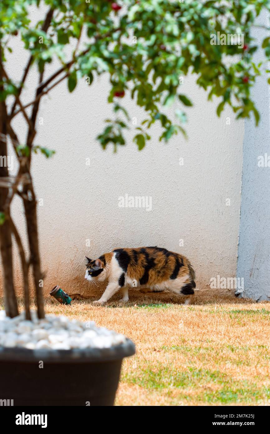 Orange tricolor cat on the green grass of the home garden near plants ...