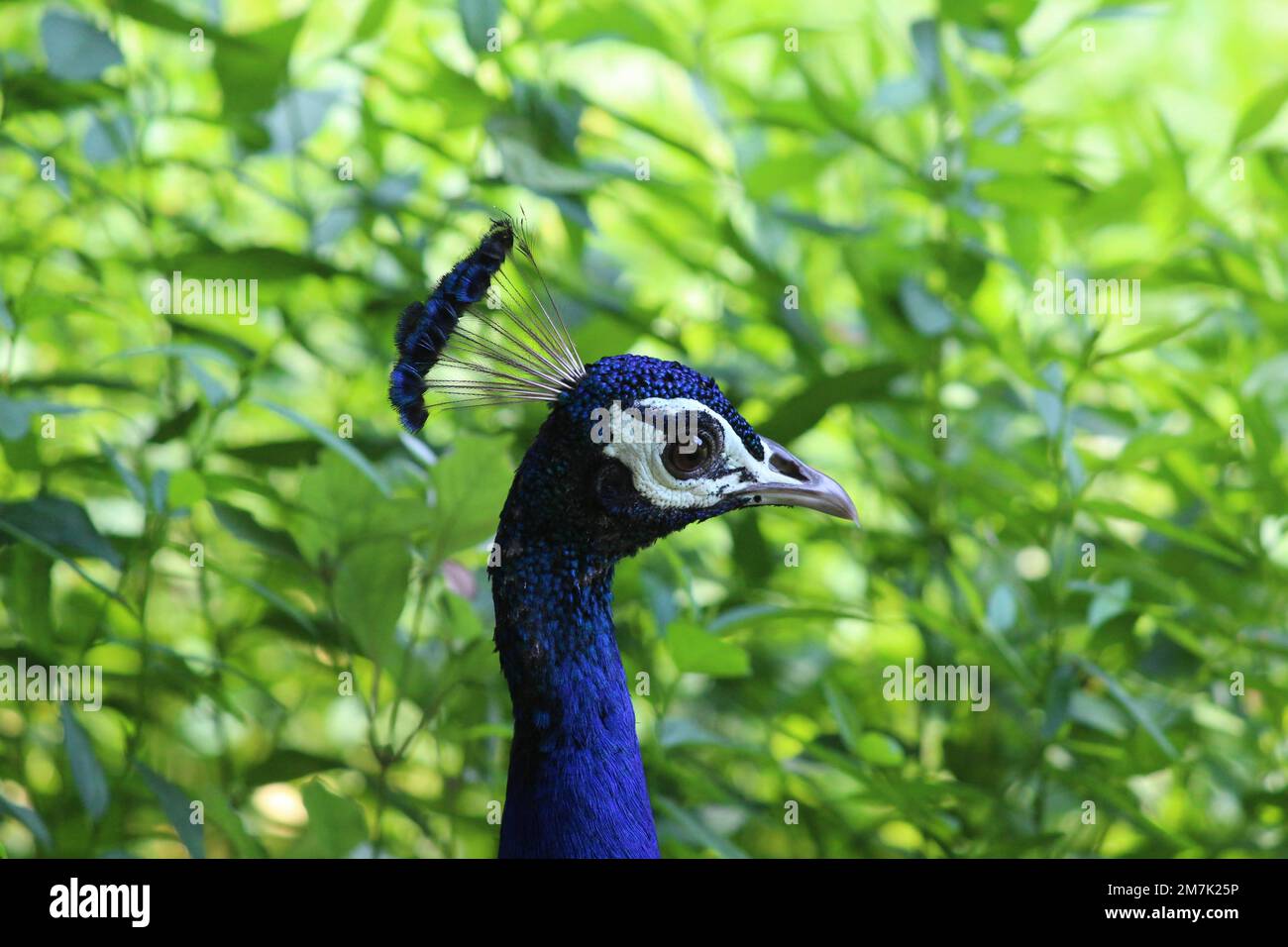 Indian peafowl closeup, eyes, crown, crest, facial skin, beak, neck in ...