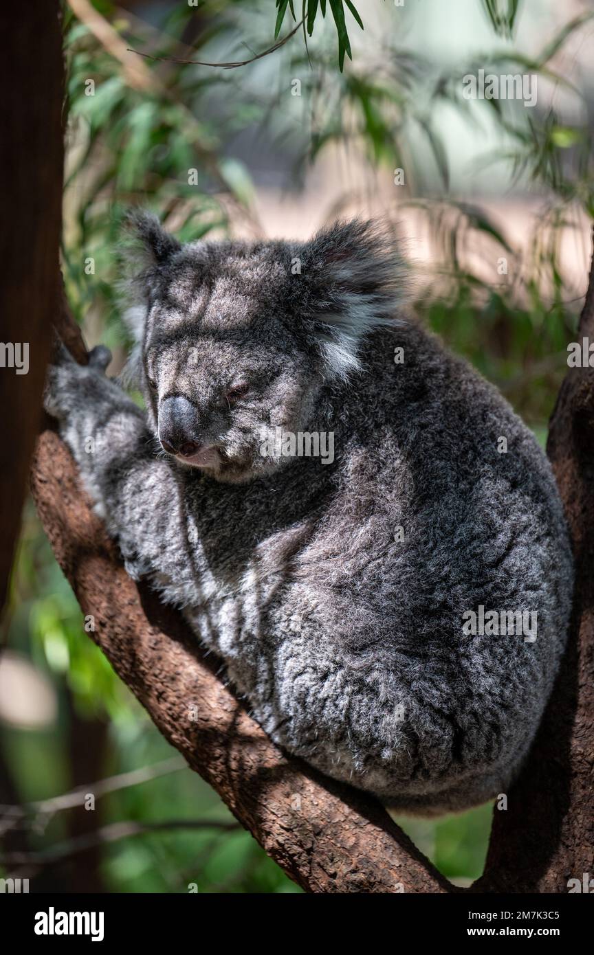 Wildlife at Perth Australia Stock Photo - Alamy