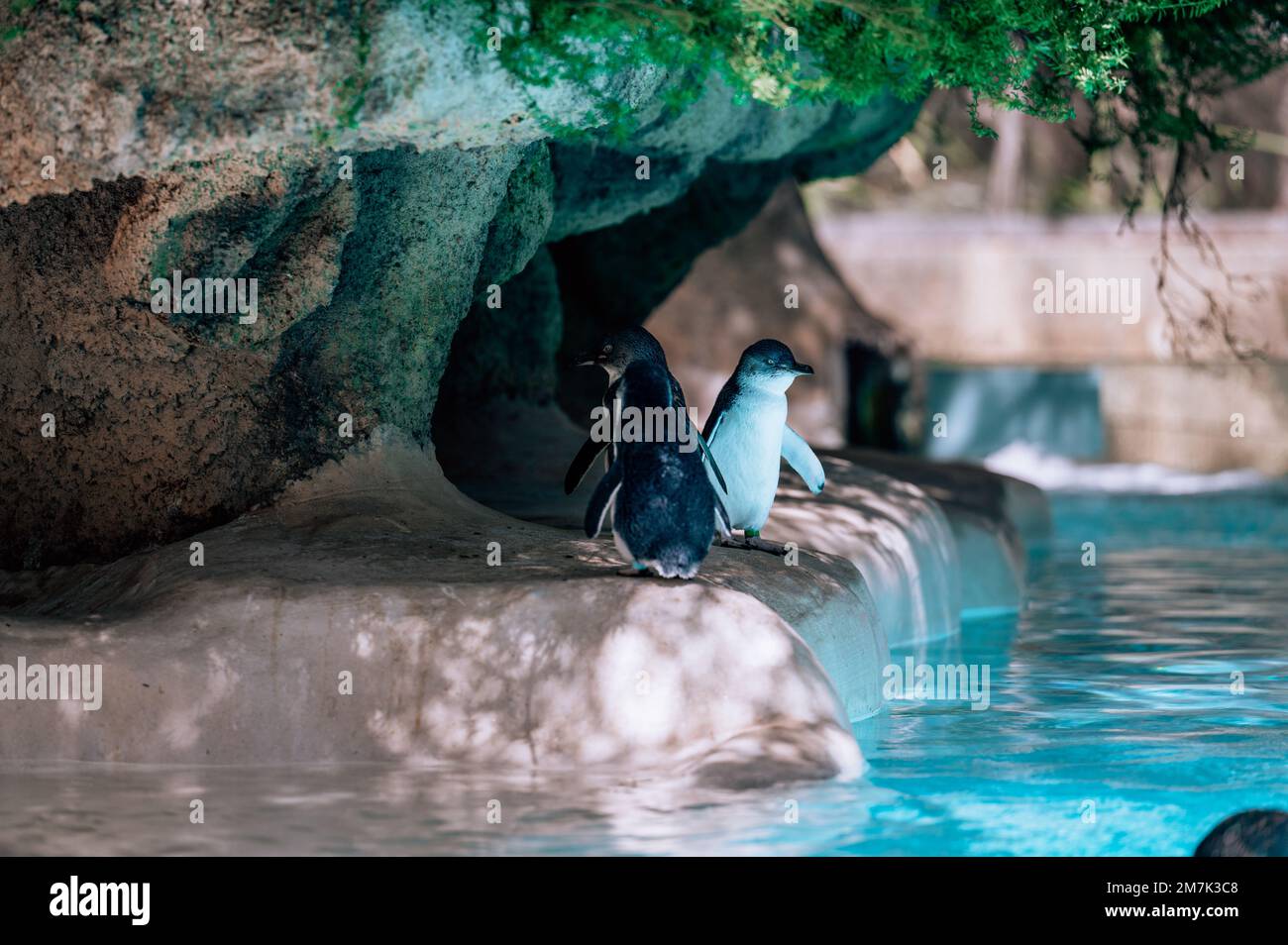 Wildlife at Perth Australia Stock Photo - Alamy