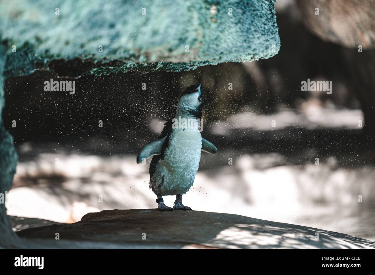 Survival day australia hi-res stock photography and images - Alamy