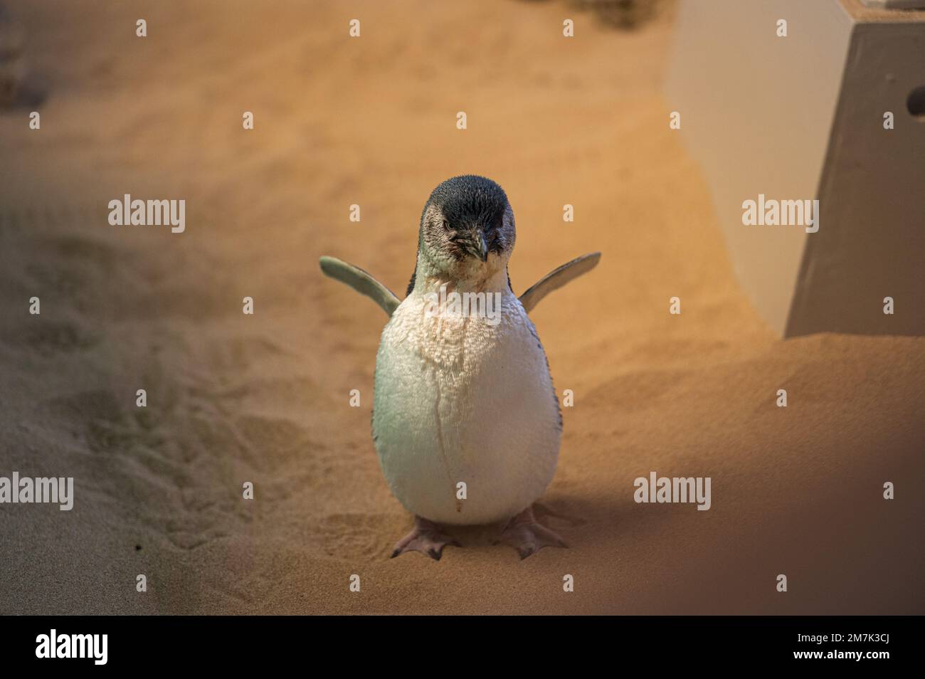 Survival day australia hi-res stock photography and images - Alamy