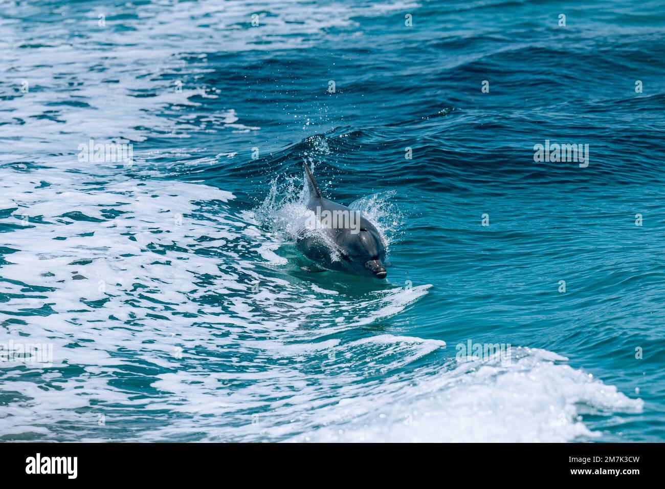 A dolphin is seen breaking through a wave in clear blue waters Stock ...