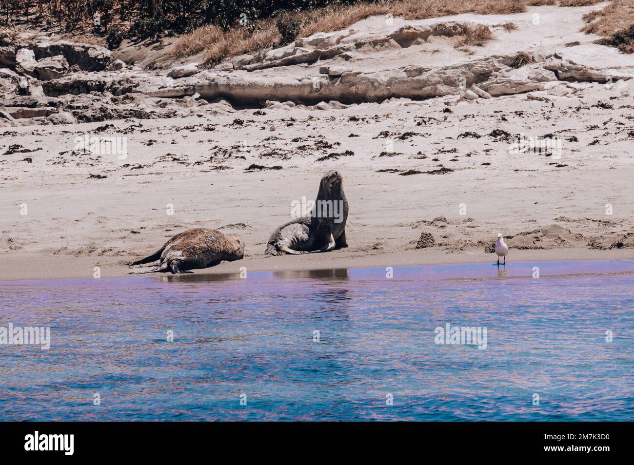 Wildlife perth australia hi-res stock photography and images - Alamy