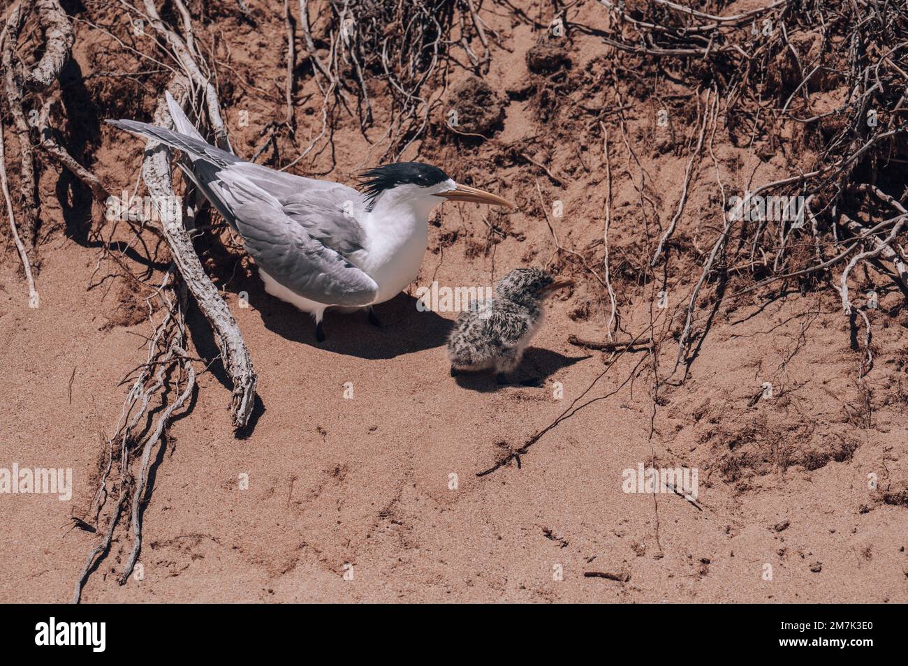 Wildlife at Perth Australia Stock Photo - Alamy