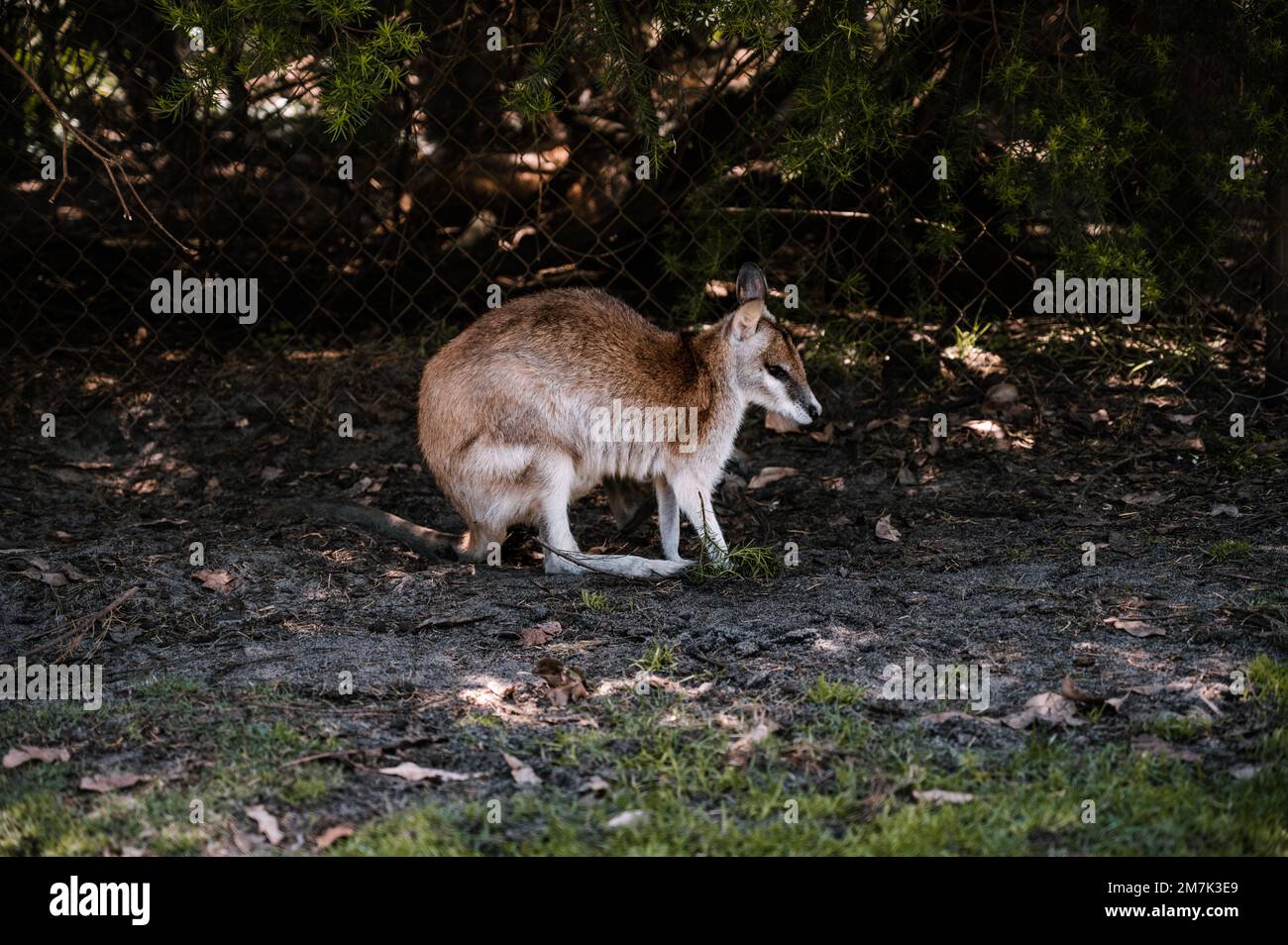 Wildlife at Perth Australia Stock Photo - Alamy