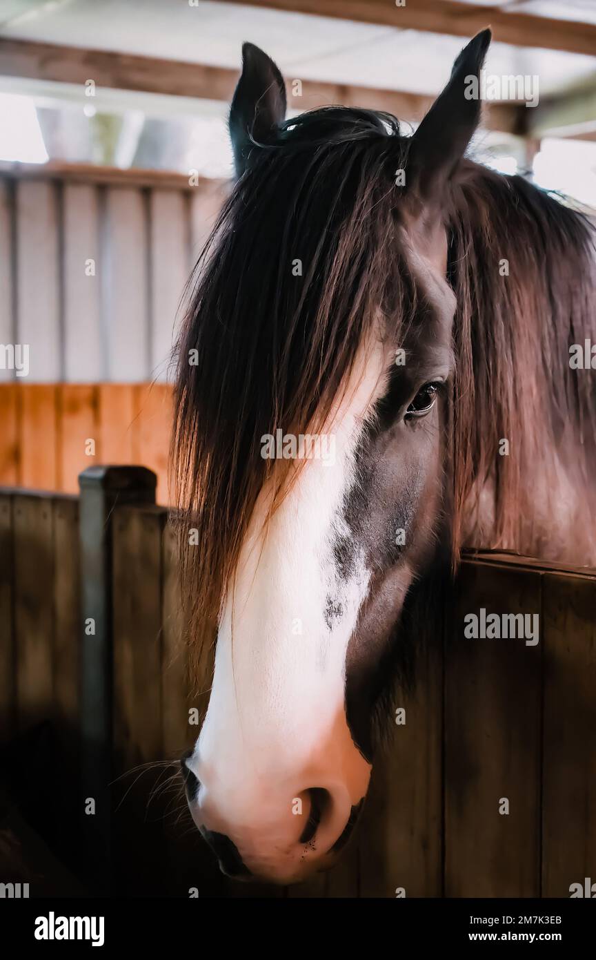Wildlife at Perth Australia Stock Photo - Alamy