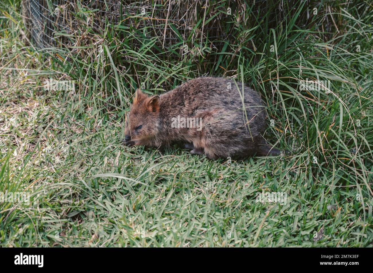 Wildlife at Perth Australia Stock Photo - Alamy